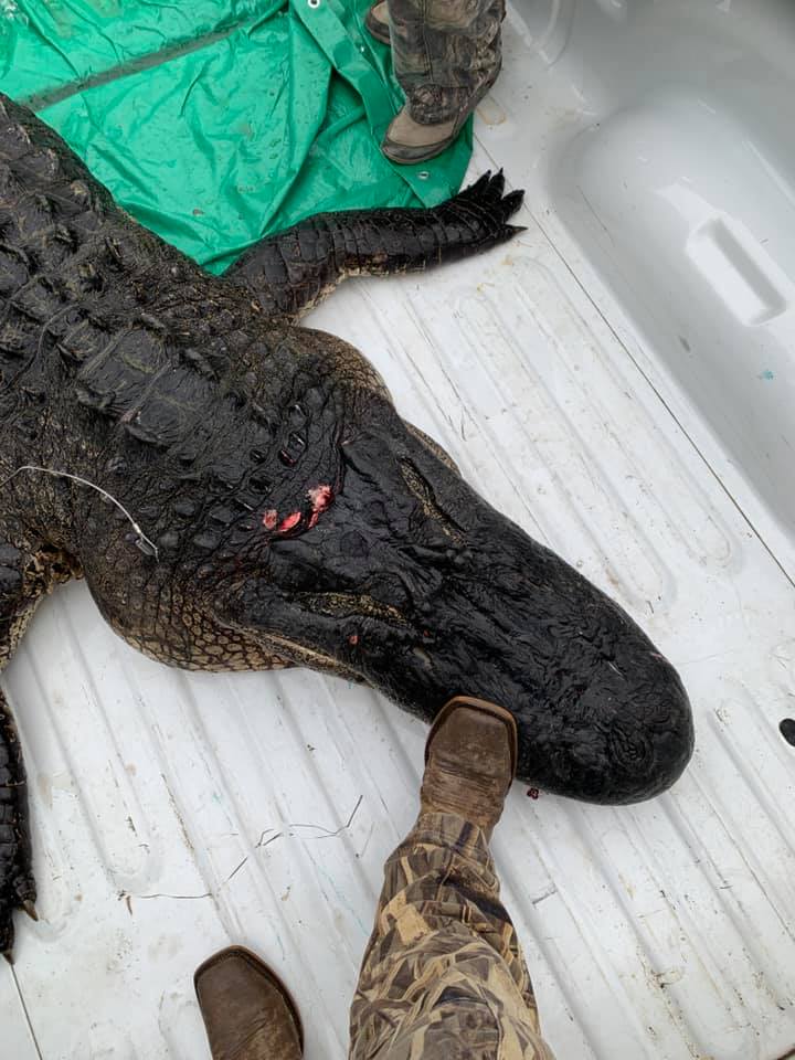 จระเข้ยักษ์ 4.3 เมตร ใหญ่สุดในรัฐอาร์คันซอ ถูกฆ่า พรานชี้พระเจ้ามอบให้