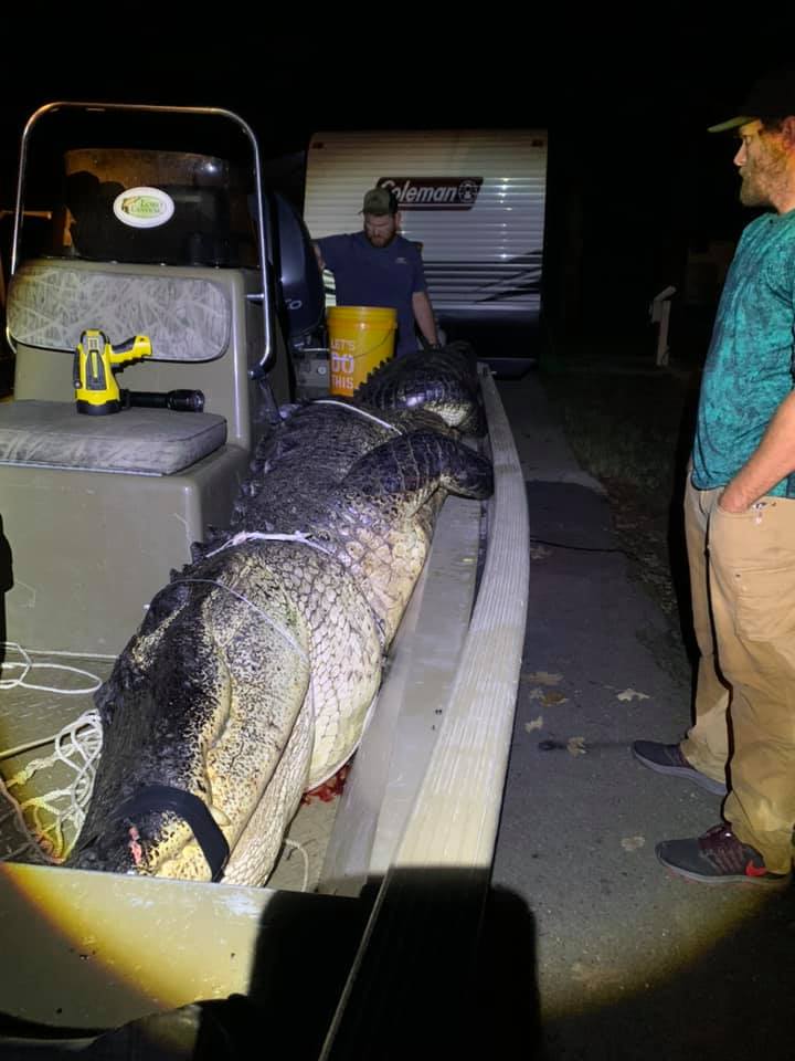 จระเข้ยักษ์ 4.3 เมตร ใหญ่สุดในรัฐอาร์คันซอ ถูกฆ่า พรานชี้พระเจ้ามอบให้