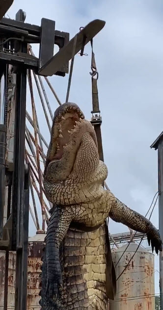 จระเข้ยักษ์ 4.3 เมตร ใหญ่สุดในรัฐอาร์คันซอ ถูกฆ่า พรานชี้พระเจ้ามอบให้