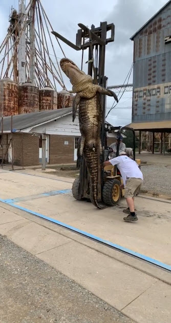 จระเข้ยักษ์ 4.3 เมตร ใหญ่สุดในรัฐอาร์คันซอ ถูกฆ่า พรานชี้พระเจ้ามอบให้