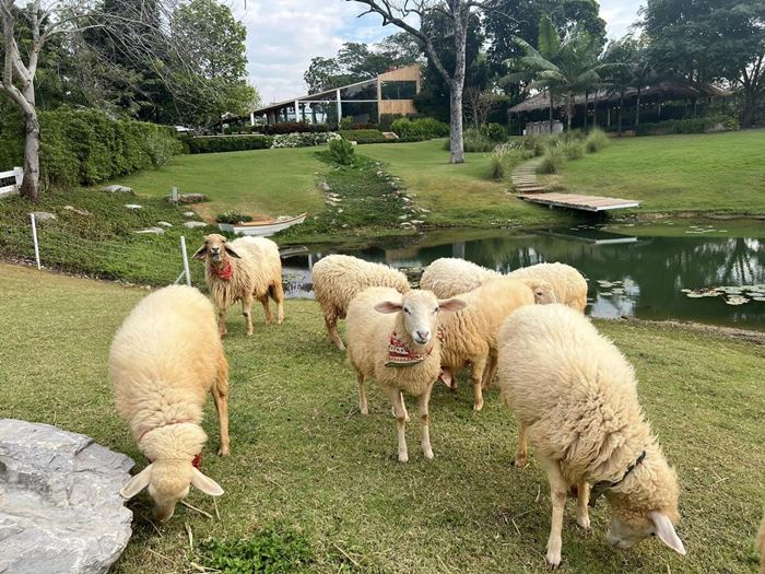 Bucolic Khaoyai เจอลูกค้าให้ 1 ดาว บ่นเก็บค่าแรกเข้า เจอสวนกลับจุก ทำ ...