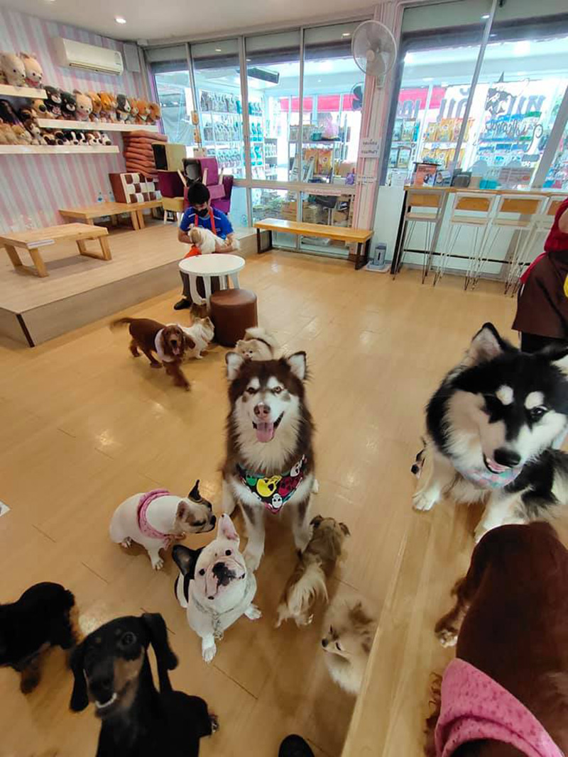 เจ้าของ สไมล์ด็อกคาเฟ่ เผยยอดคนขอรับน้องหมาไปดูแลต่อทะลุ 3 พันราย