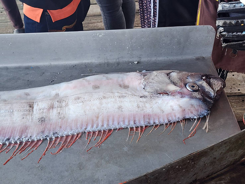 ปลาออร์ฟิช หรือ Oarfish ที่ทะเลอันดามัน คนกลัวเป็นปลาพญานาค สึนามิ อาจตามมาจากนี้