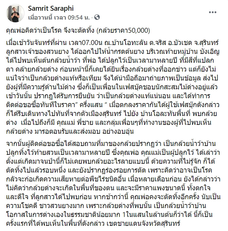 สาวดวงดีพบ พ่อปลูก กล้วยด่าง คิดว่าเป็นโรคเตรียมตัดทิ้ง โชคดีมาเห็นทัน ขายได้ครึ่งแสน