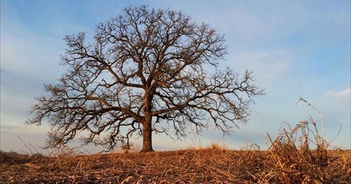 That Tree คอลเลคชั่นสุดเจ๋งของต้นไม้ใหญ่ ที่ถูกเก็บภาพทุกวันด้วยไอโฟน